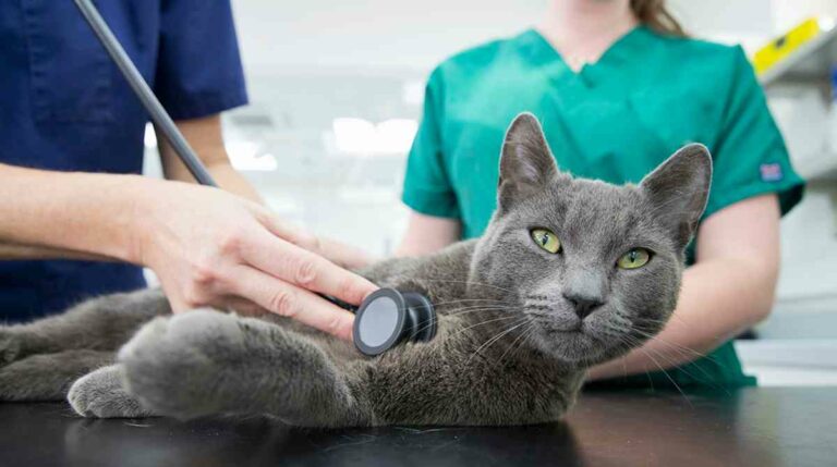 5 señales de que tu gato está enfermo y necesitas llevarlo al ...