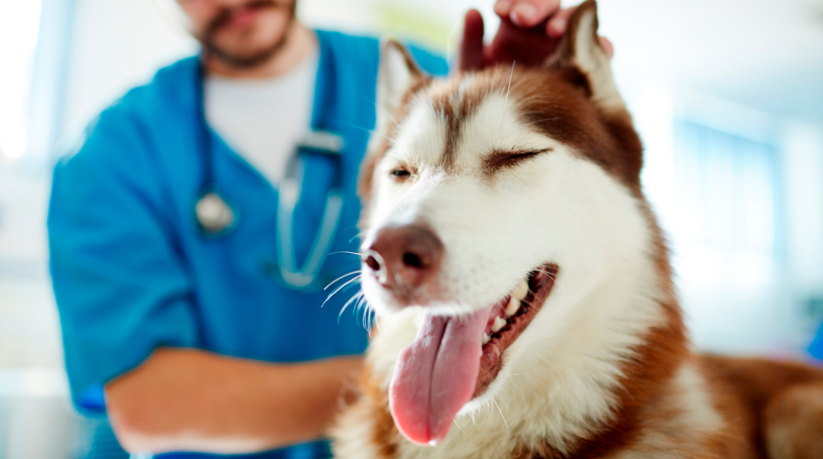 9 señales de alerta del cáncer en perros - Chapin TV