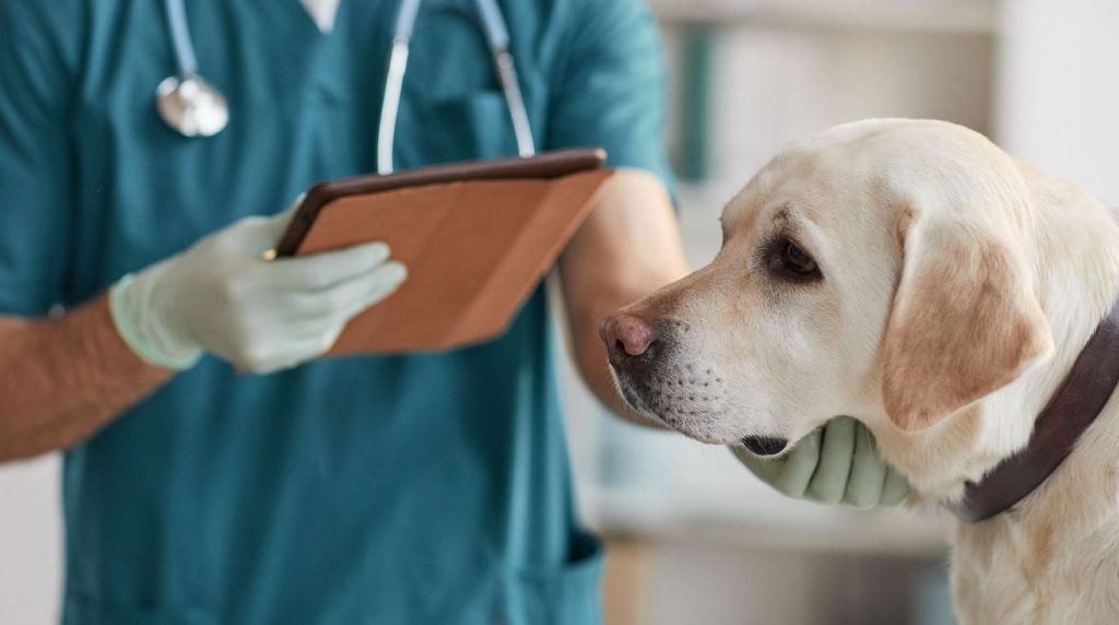 9 señales de alerta del cáncer en perros - Chapin TV